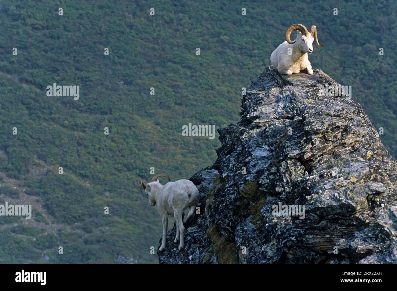 Dall Sheep (Ovis dalli) rams resting on a rock shelter (Alaskan Snow Sheep), Dall Sheep rams ...