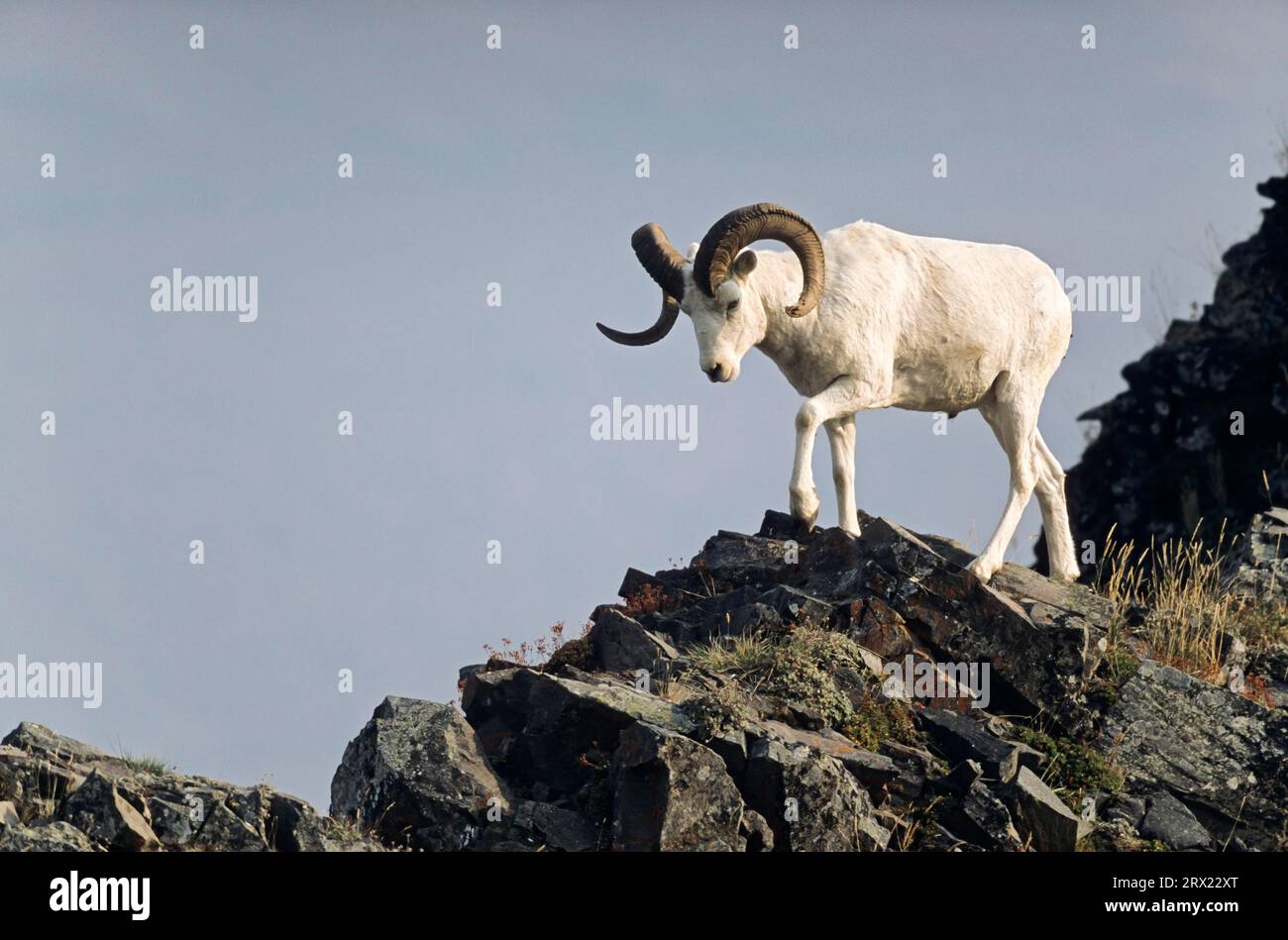 Dall Sheep (Ovis dalli) ram walking over a ridge (Alaskan snow sheep ...