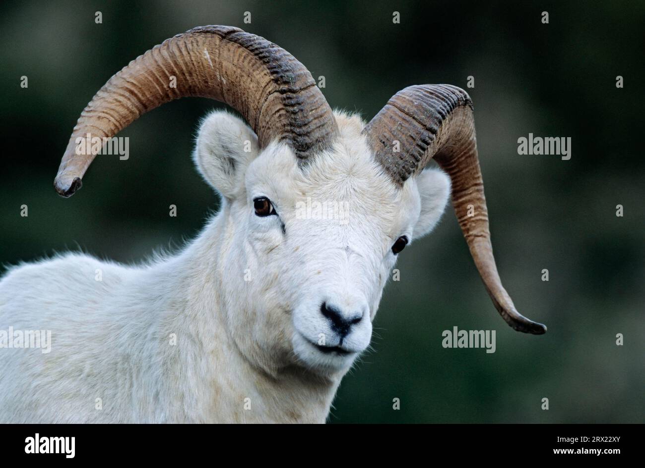 Dall Sheep (Ovis dalli) ram watching the photographer (Alaskan snow ...