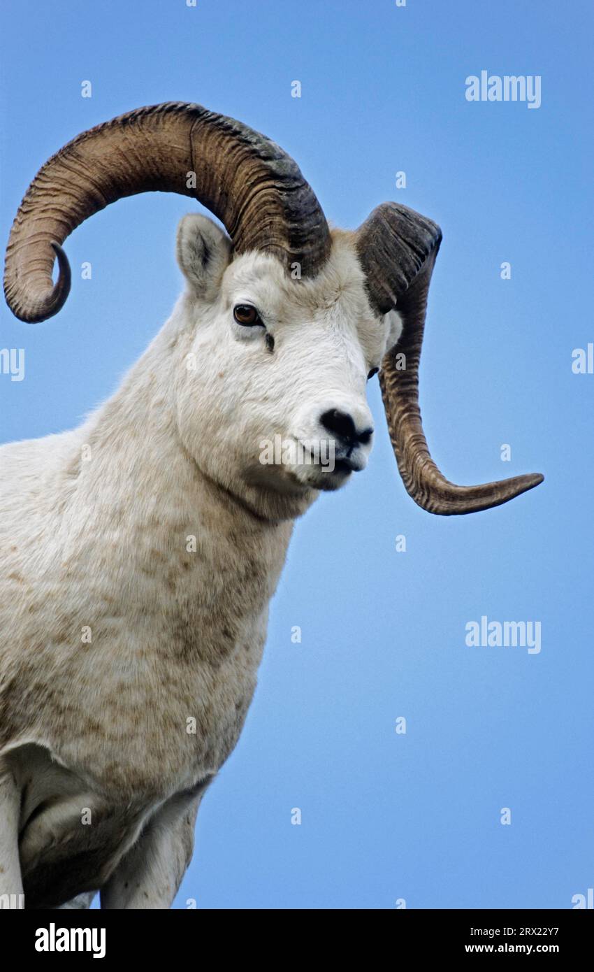 Dall Sheep (Ovis dalli) ram standing on a rock shelter (Alaskan snow ...