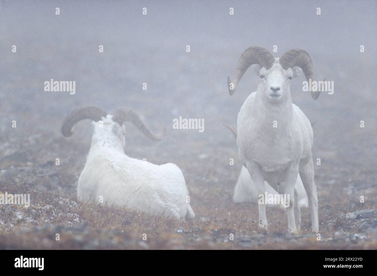 Dall Sheep (Ovis dalli) rams resting in fog blowing snow on the ...
