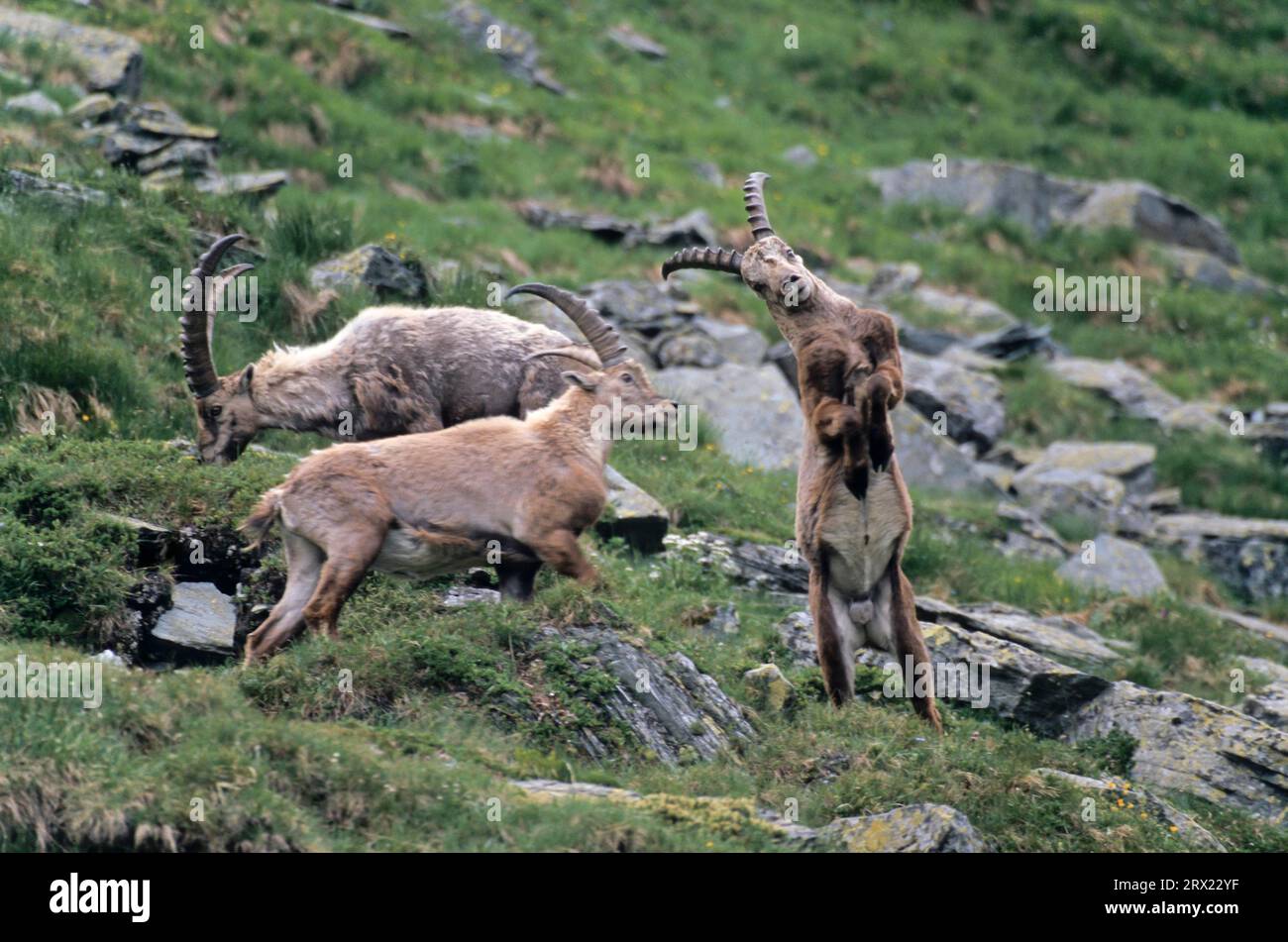 Goat play area hi-res stock photography and images - Alamy