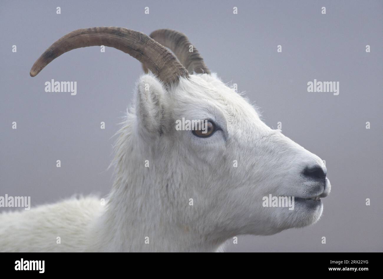 Dall Sheep (Ovis dalli) female on the Primrose Ridge (Alaskan Snow ...