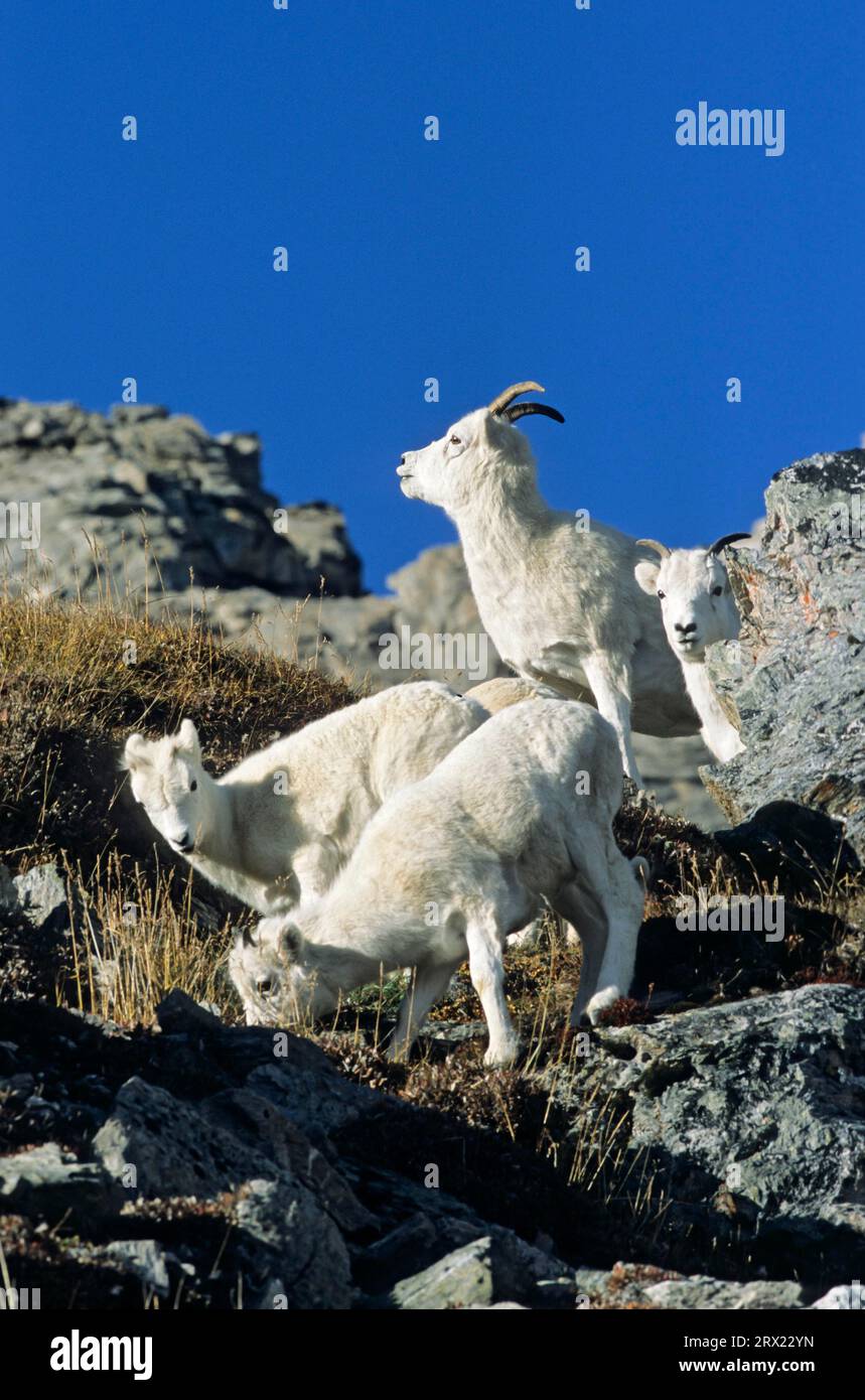 Dall sheep (Ovis dalli) female lamb standing in the high mountains ...