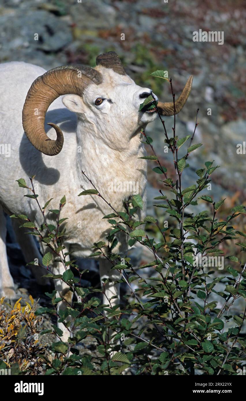 Dall Sheep (Ovis dalli) ram aest Erlenblaetter (Alaska snow sheep ...