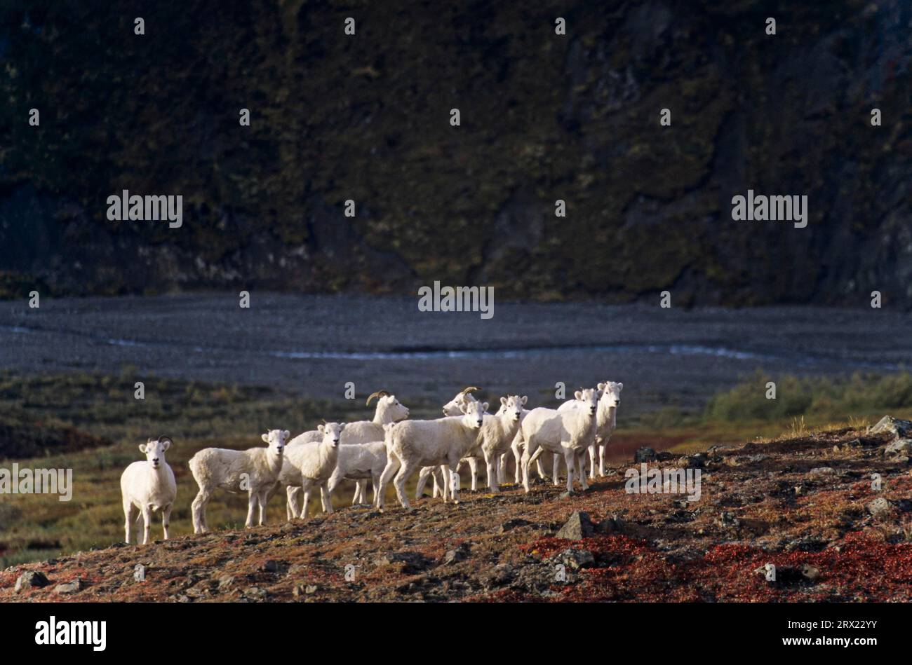 Lambs in autumnal tundra hi-res stock photography and images - Alamy