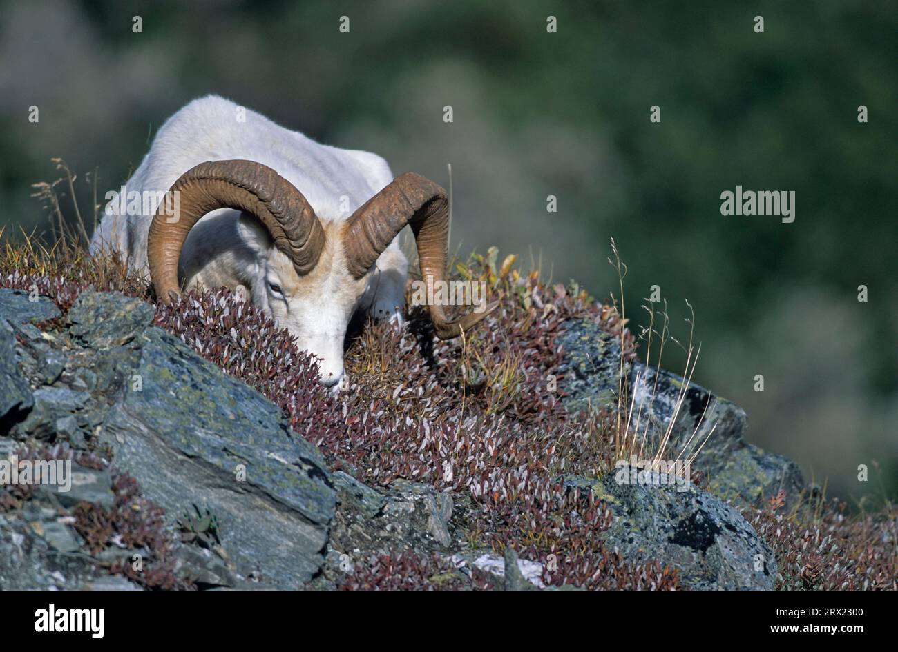 Dall Sheep (Ovis dalli) ram resting in an alpine meadow (Alaskan Snow ...