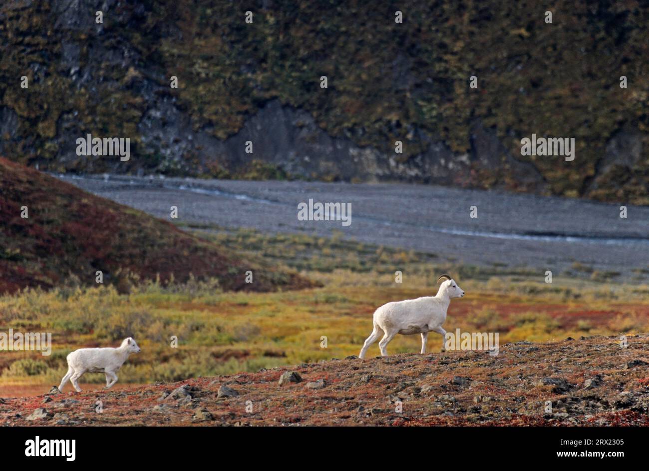 Female lamb hi-res stock photography and images - Alamy