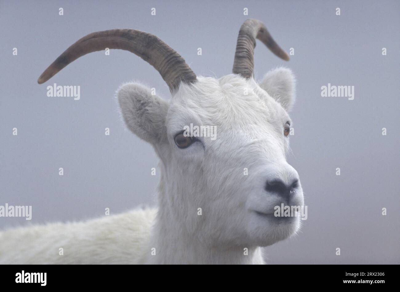 Dall Sheep (Ovis dalli) female on the Primrose Ridge (Alaskan Snow ...