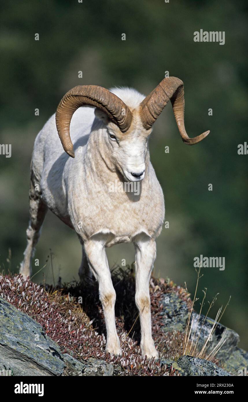 Dall Sheep (Ovis dalli) ram stretching his limbs in an alpine meadow ...
