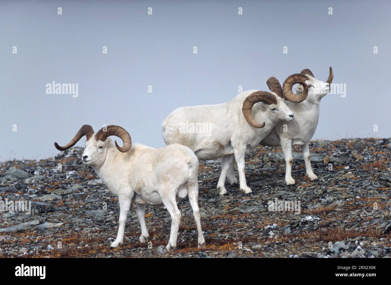 Dall Sheep (Ovis dalli) rams playfully fighting in an alpine meadow ...