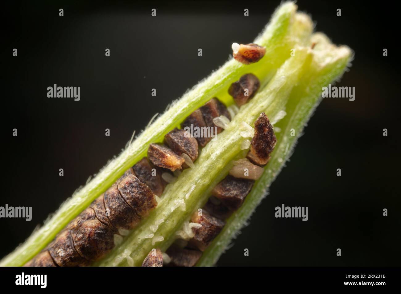 Evening primrose seeds hi-res stock photography and images - Alamy