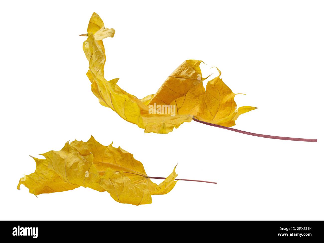 Yellow dry twisted fallen maple leaves with a twig on a white isolated ...