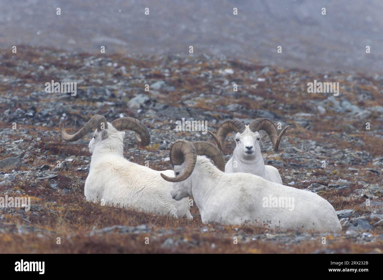 Dall Sheep (Ovis dalli) rams resting in fog blowing snow on the Primrose Ridge, Dall Sheep rams ...