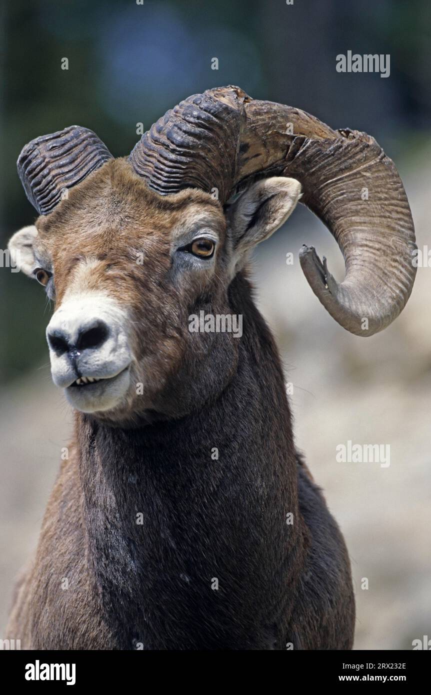 Bighorn sheep (Ovis canadensis) with heavily damaged horns (Rocky ...