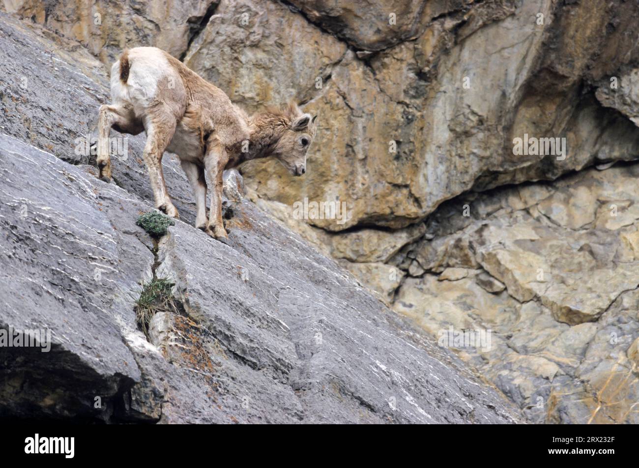 Bighorn sheep (Ovis canadensis) climbing in a crag (Rocky Mountains ...