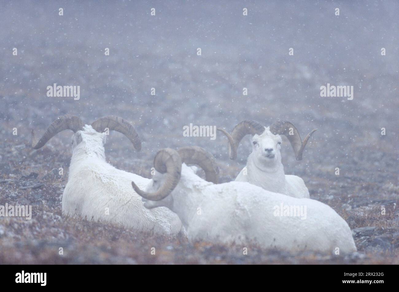 Dall Sheep (Ovis dalli) rams resting in fog blowing snow on the ...