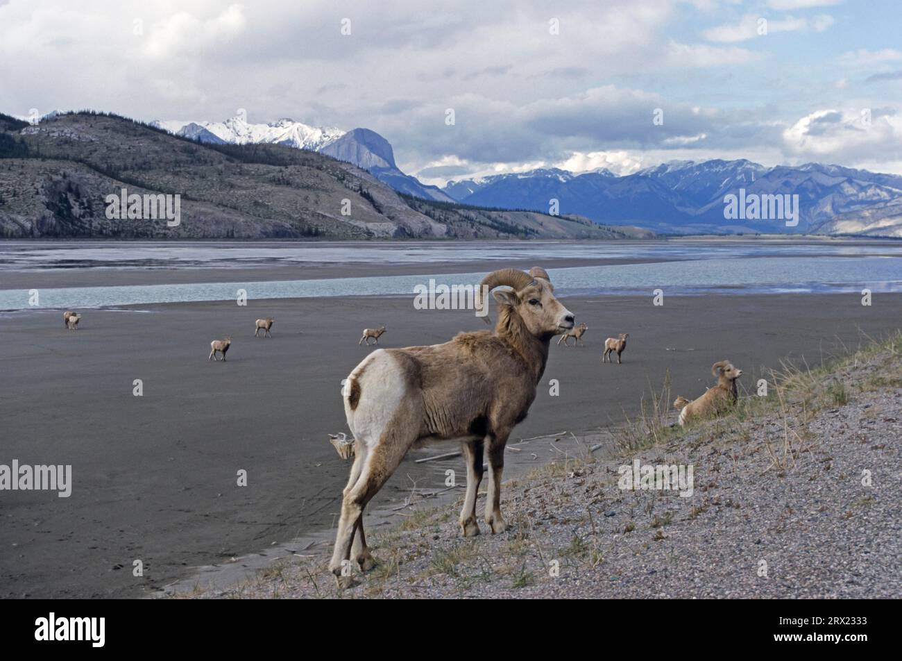 Bighorn sheep (Ovis canadensis) observing ram, ewe lamb on a gravel ...