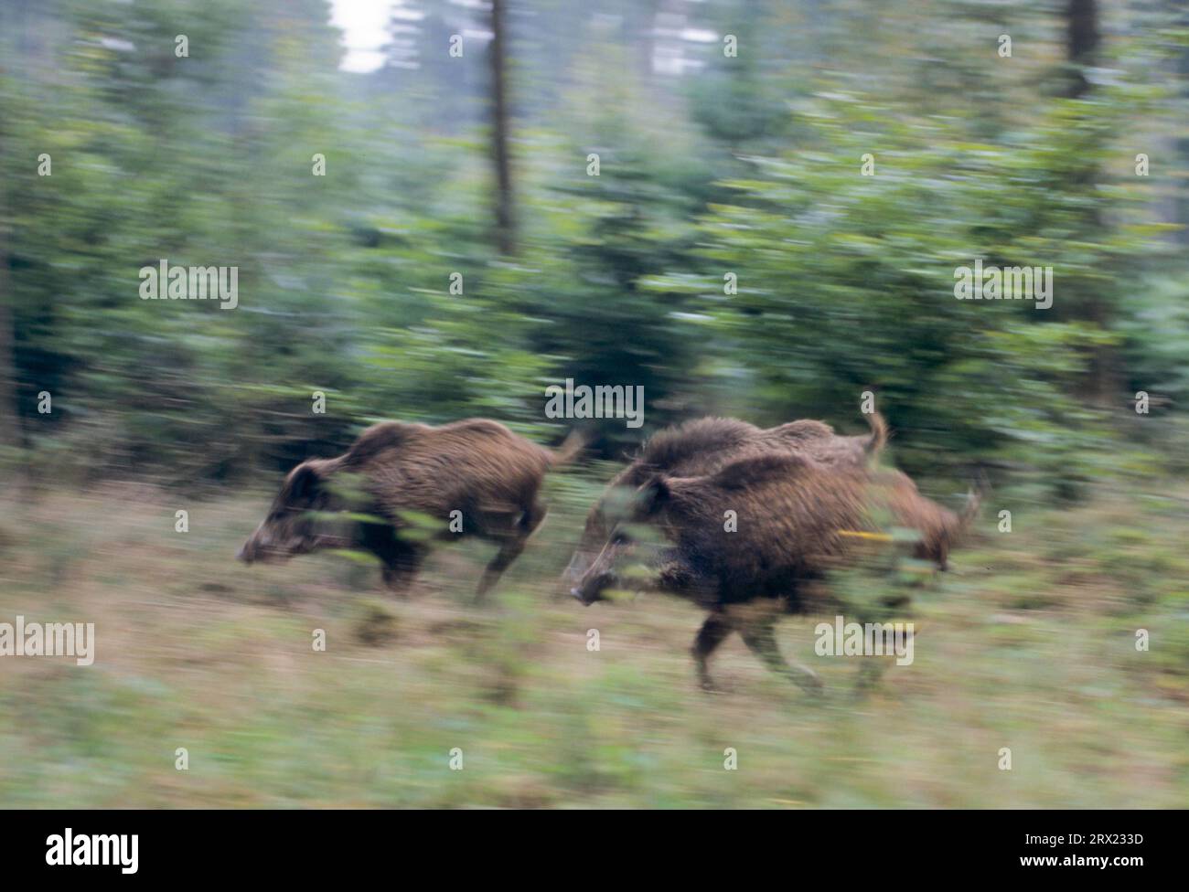 Wild boar (Sus scrofa), Young Wild Boar running across a forest (Wild ...