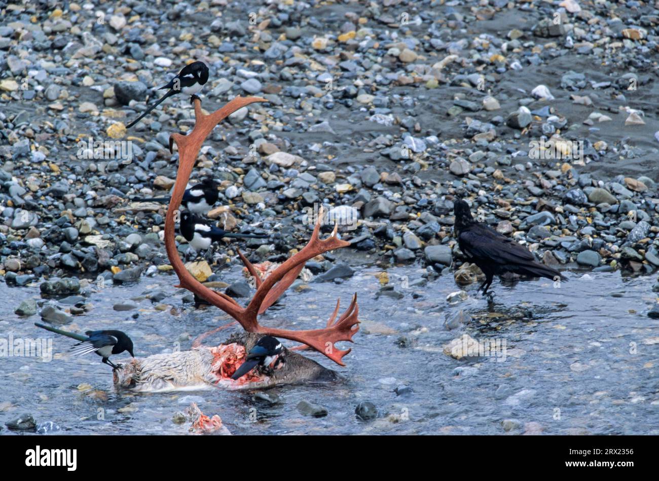 Common Raven (Corvus corax) and European Magpie eat from caribou bull ...