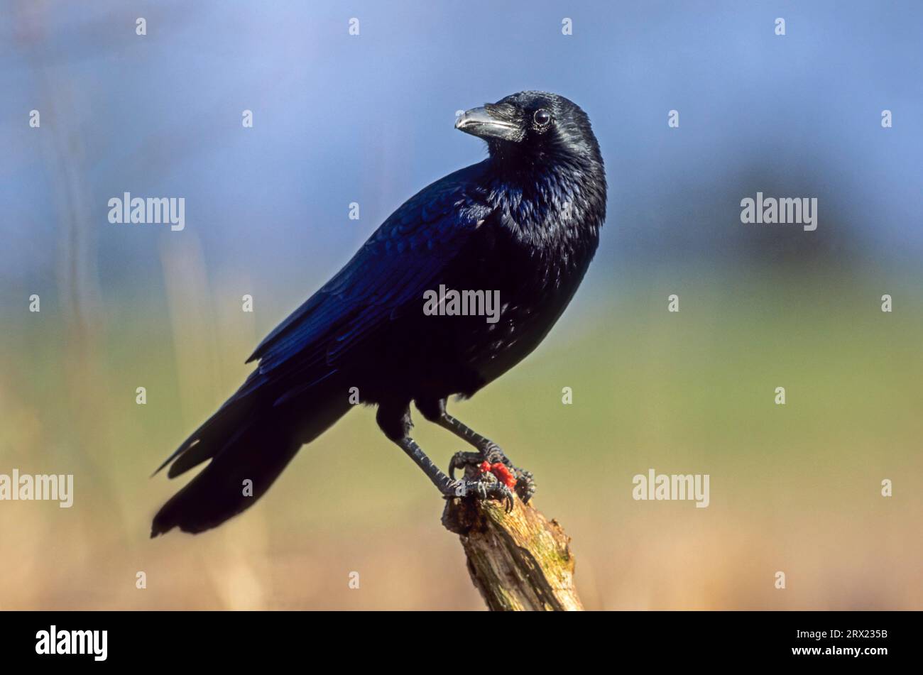 Carrion Crow sit with a piece of meat on a branch (Aaskraehe), Corvus ...
