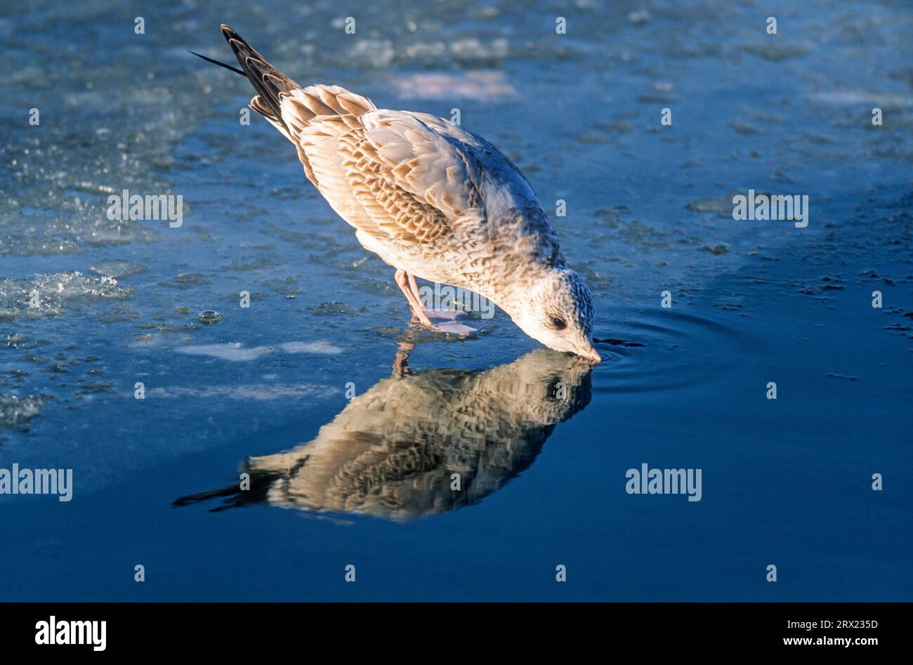 Common Gull (Larus canus) in second winter plumage with reflection (Mew Gull Stock Photo - Alamy