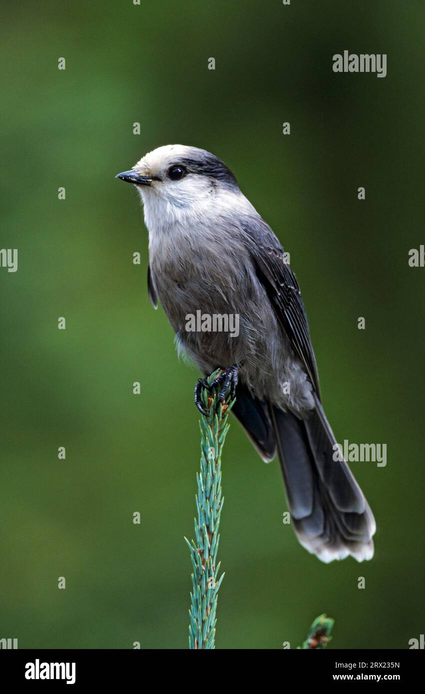 Gray jay (Perisoreus canadensis) sits on a spruce tree and waits for ...