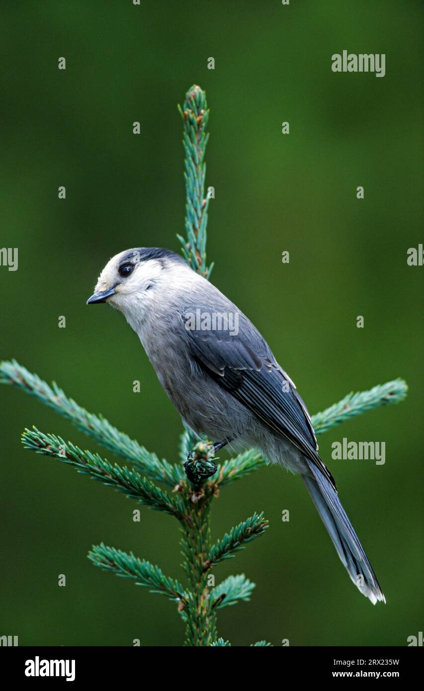 Gray jay (Perisoreus canadensis) sits on a spruce tree and waits for ...