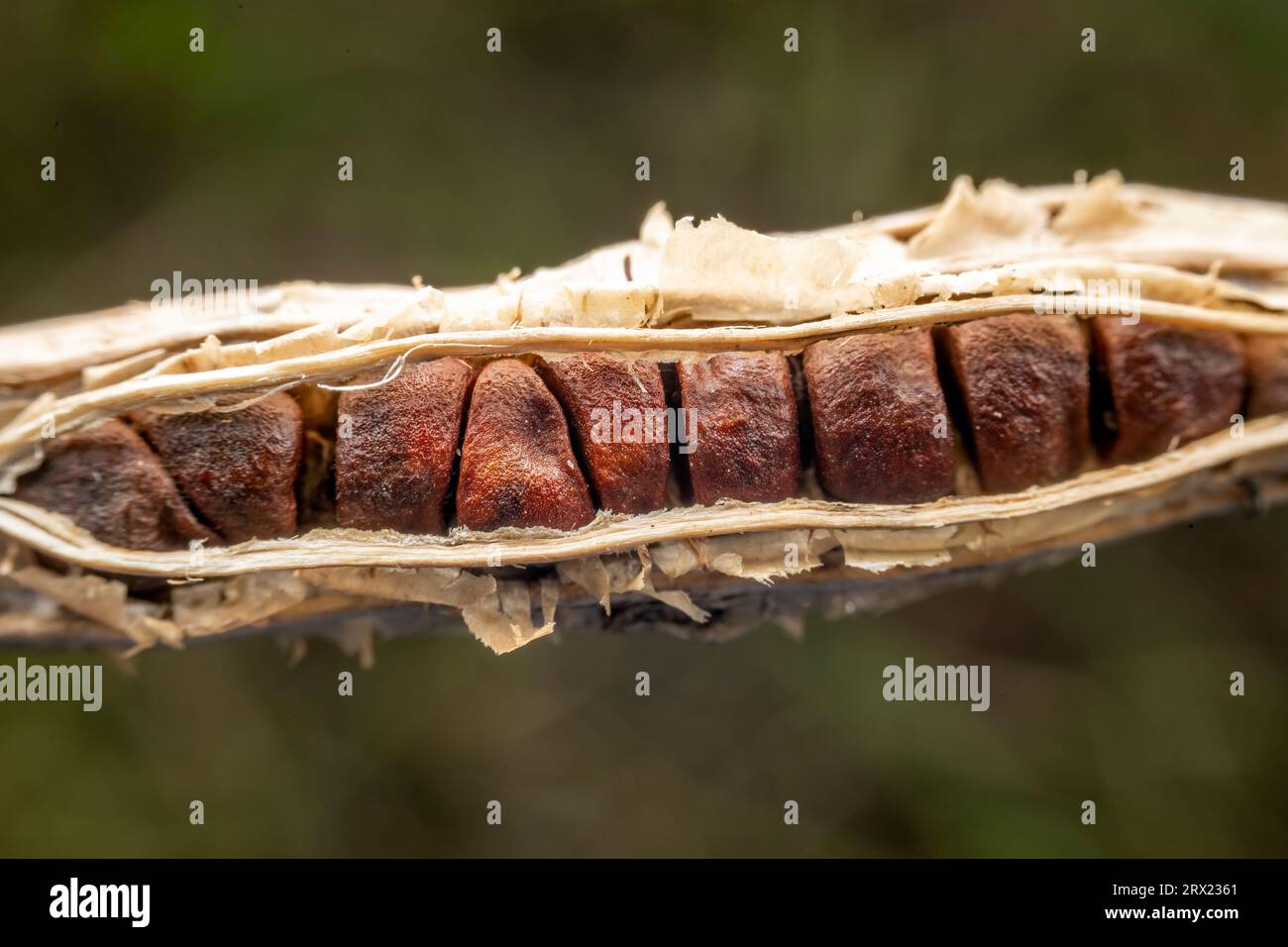 evening primrose capsule in the wild state Stock Photo - Alamy