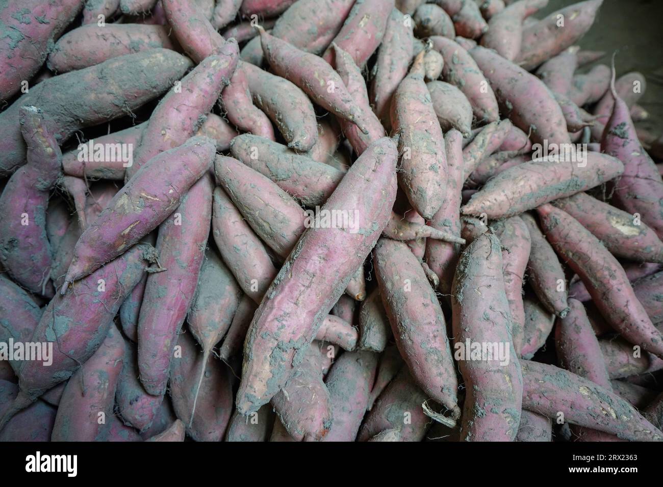 Piles of sweet potatoes are stored in a plantation warehouse in North ...