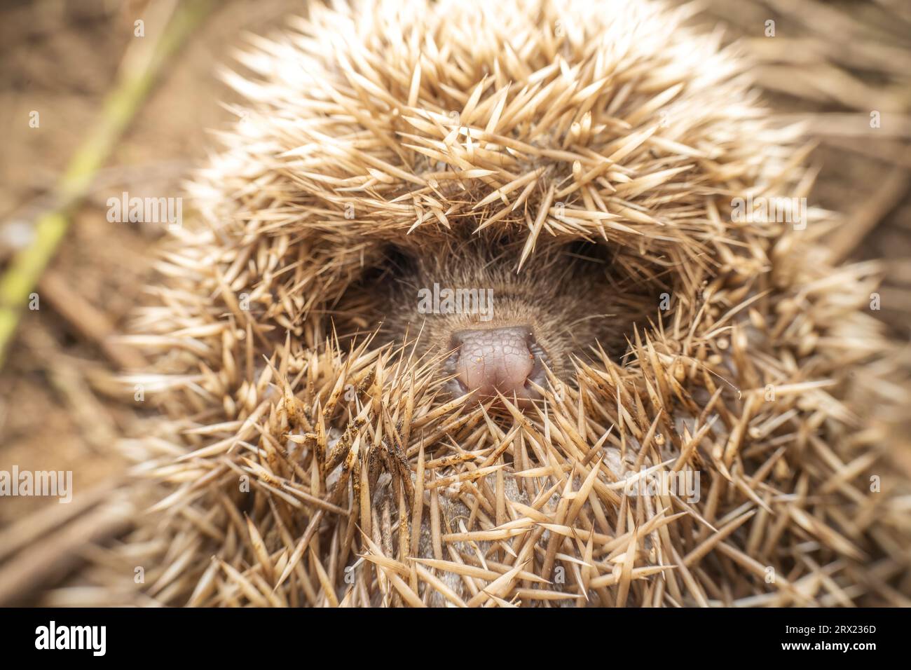 Protected Animal in China - Hedgehog Stock Photo - Alamy