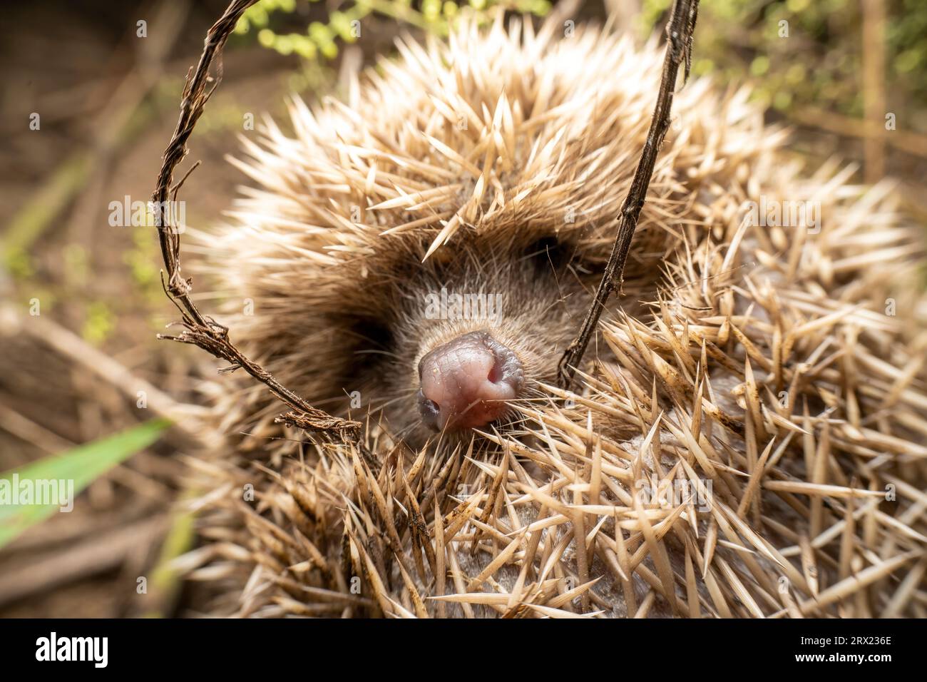 The protected animal hi-res stock photography and images - Alamy