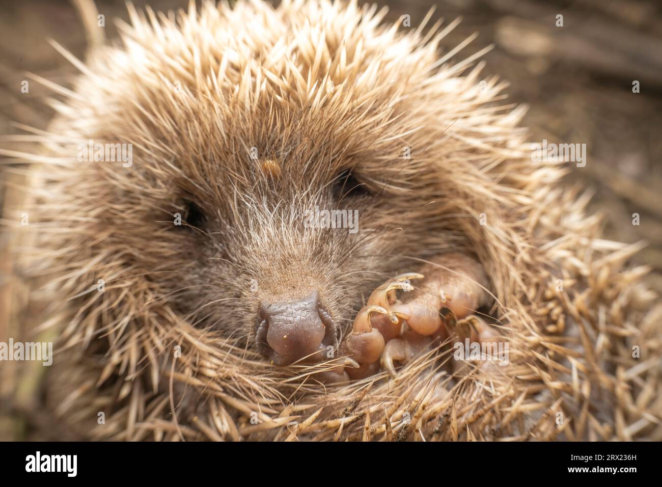 Protecting hedgehogs hi-res stock photography and images - Alamy