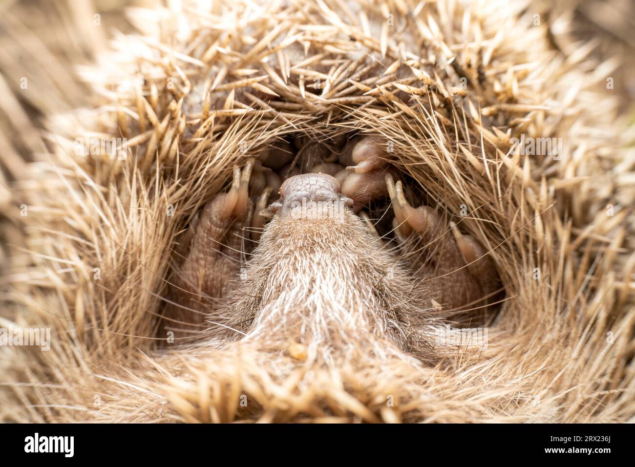 Protecting hedgehogs hi-res stock photography and images - Alamy