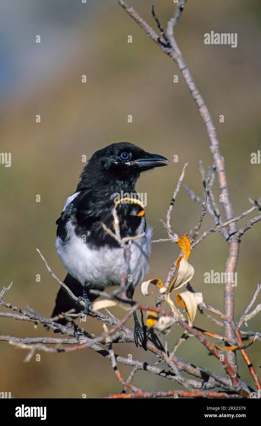 European magpie (Pica pica) sits on a branch and observes the ...