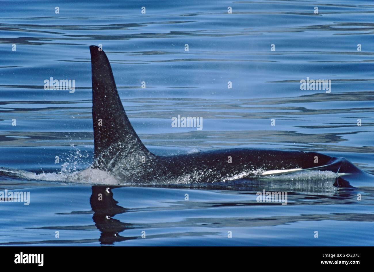 Killer Whale (Orcinus orca) (male), Orca (Killer Whale) (male Stock ...
