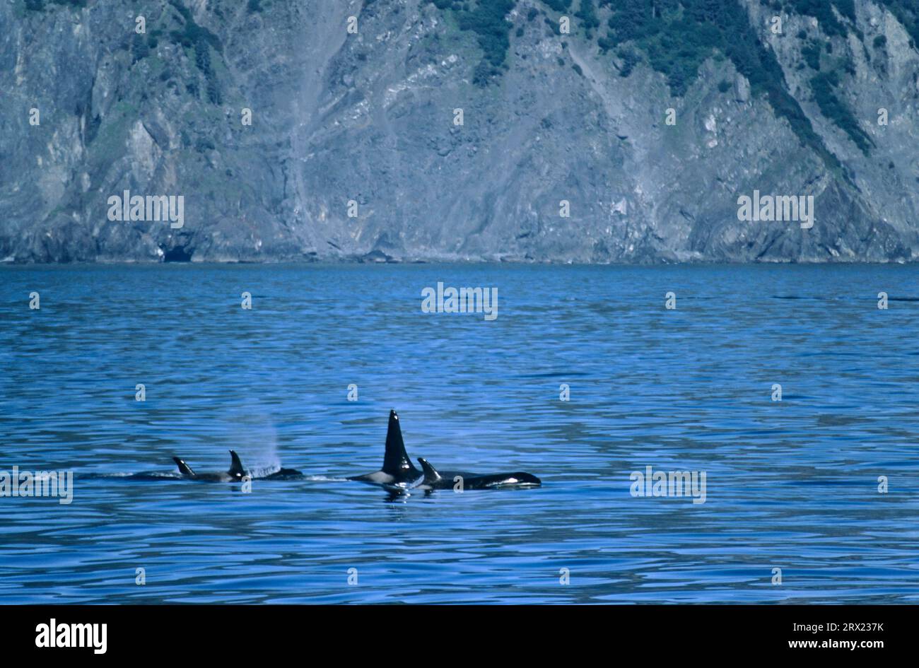 Killer whale (Orcinus orca) (family), Orca (Killer Whale) (family Stock ...