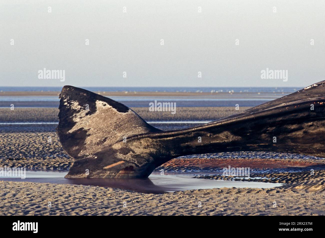 Sperm Whale (Physeter macrocephalus) (Fluke tail fin from a dead sperm ...