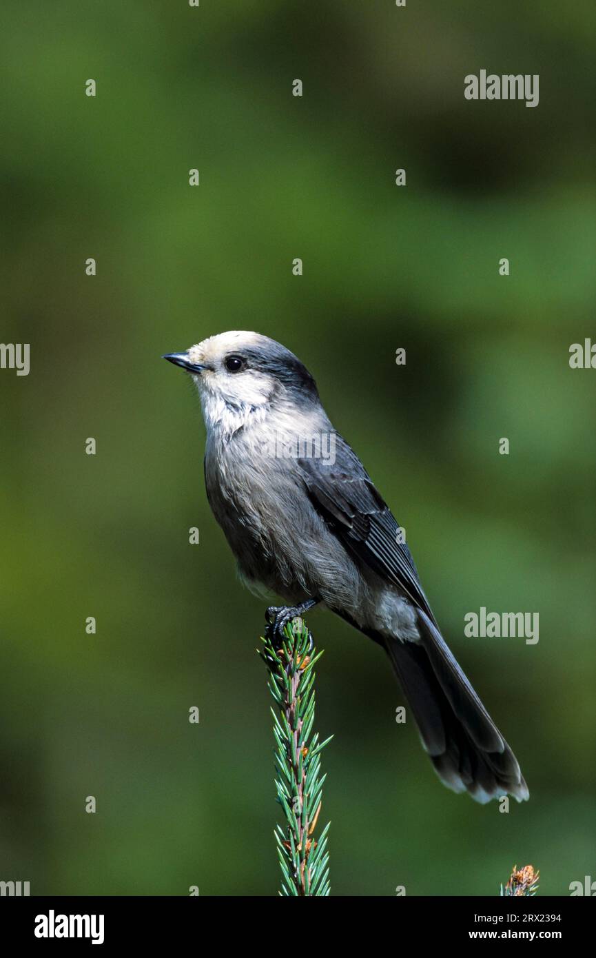 Gray jay (Perisoreus canadensis) sits on a spruce tree and waits for ...