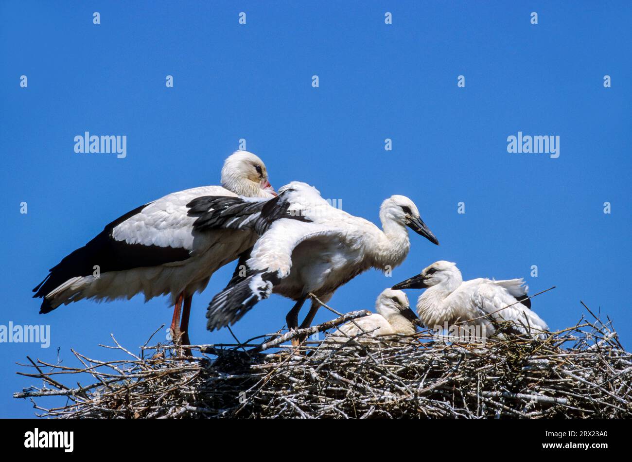 White Stork (Ciconia ciconia) young bird exercise flying on the nest ...