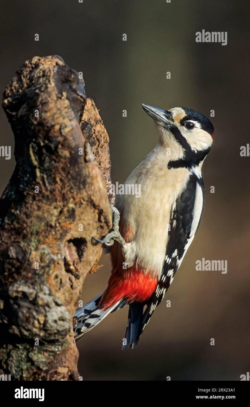 Great Spotted Woodpecker (Picoides major) adult male foraging on a ...