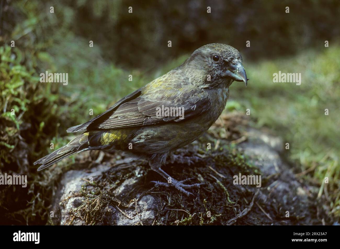 Common crossbill (Loxia curvirostra) female adult sits on a stone, Red ...