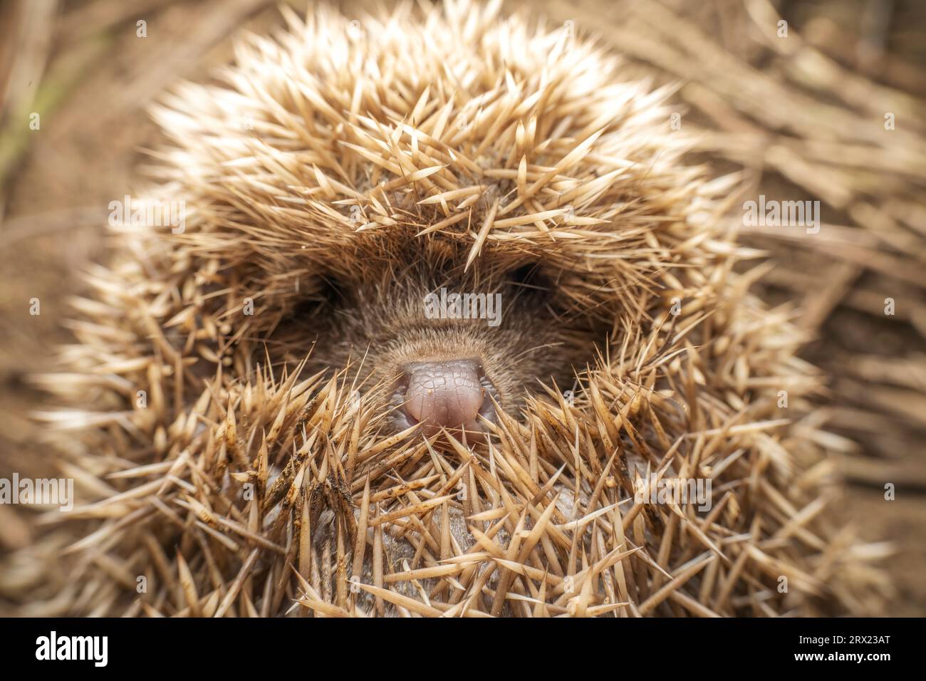 Protecting hedgehogs hi-res stock photography and images - Alamy