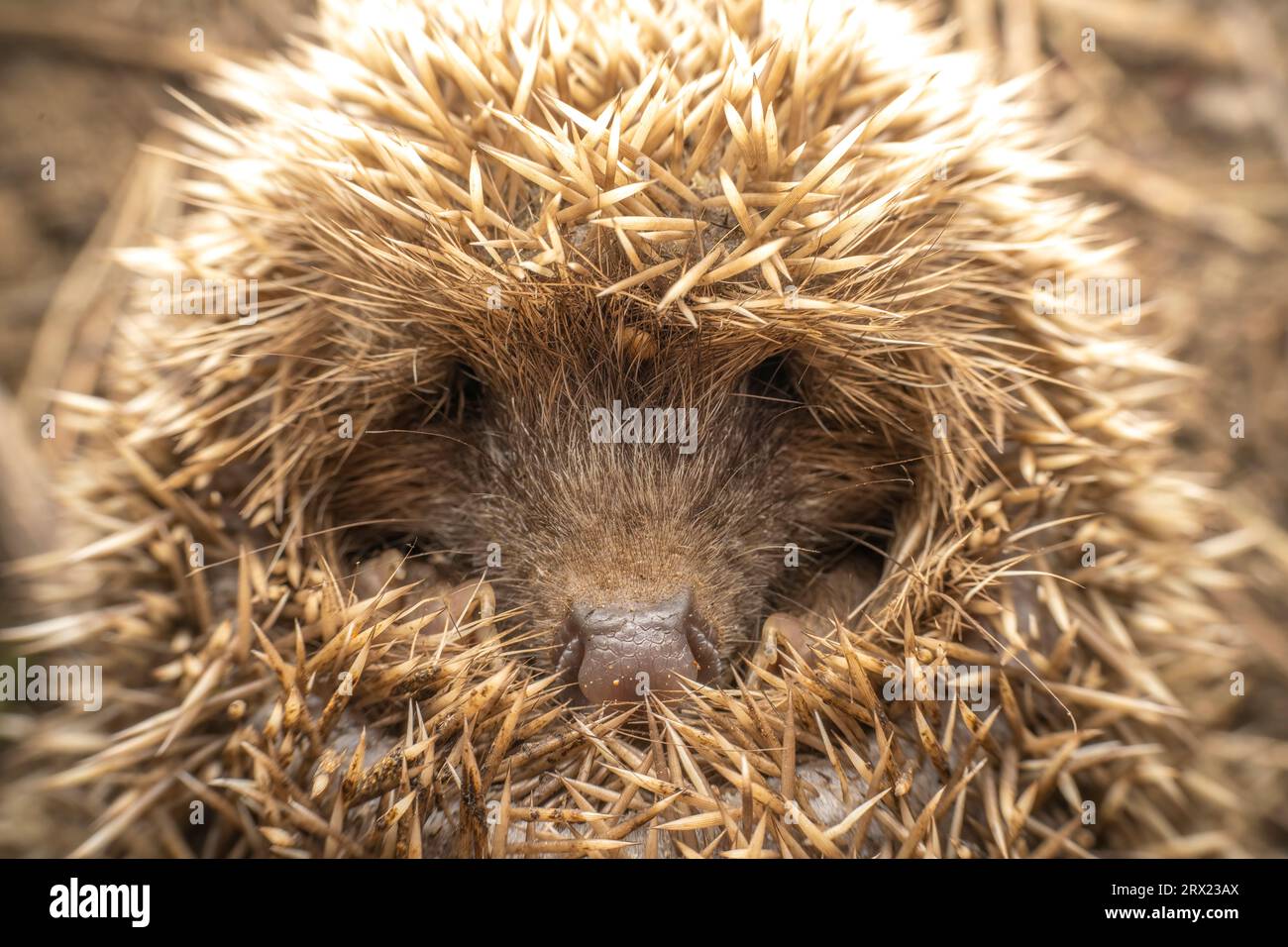 Protected Animal in China - Hedgehog Stock Photo - Alamy