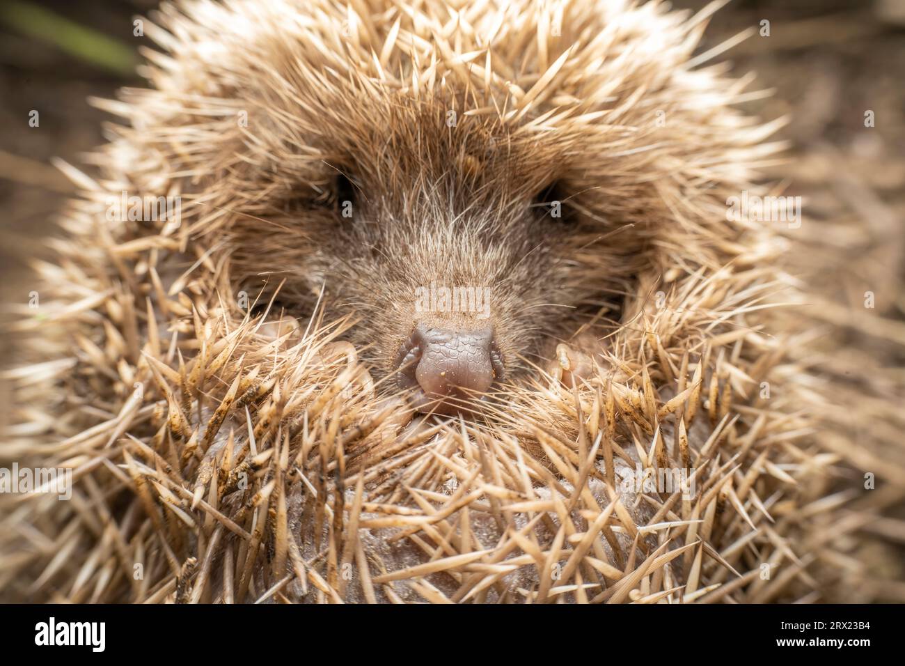 Protected Animal in China - Hedgehog Stock Photo - Alamy