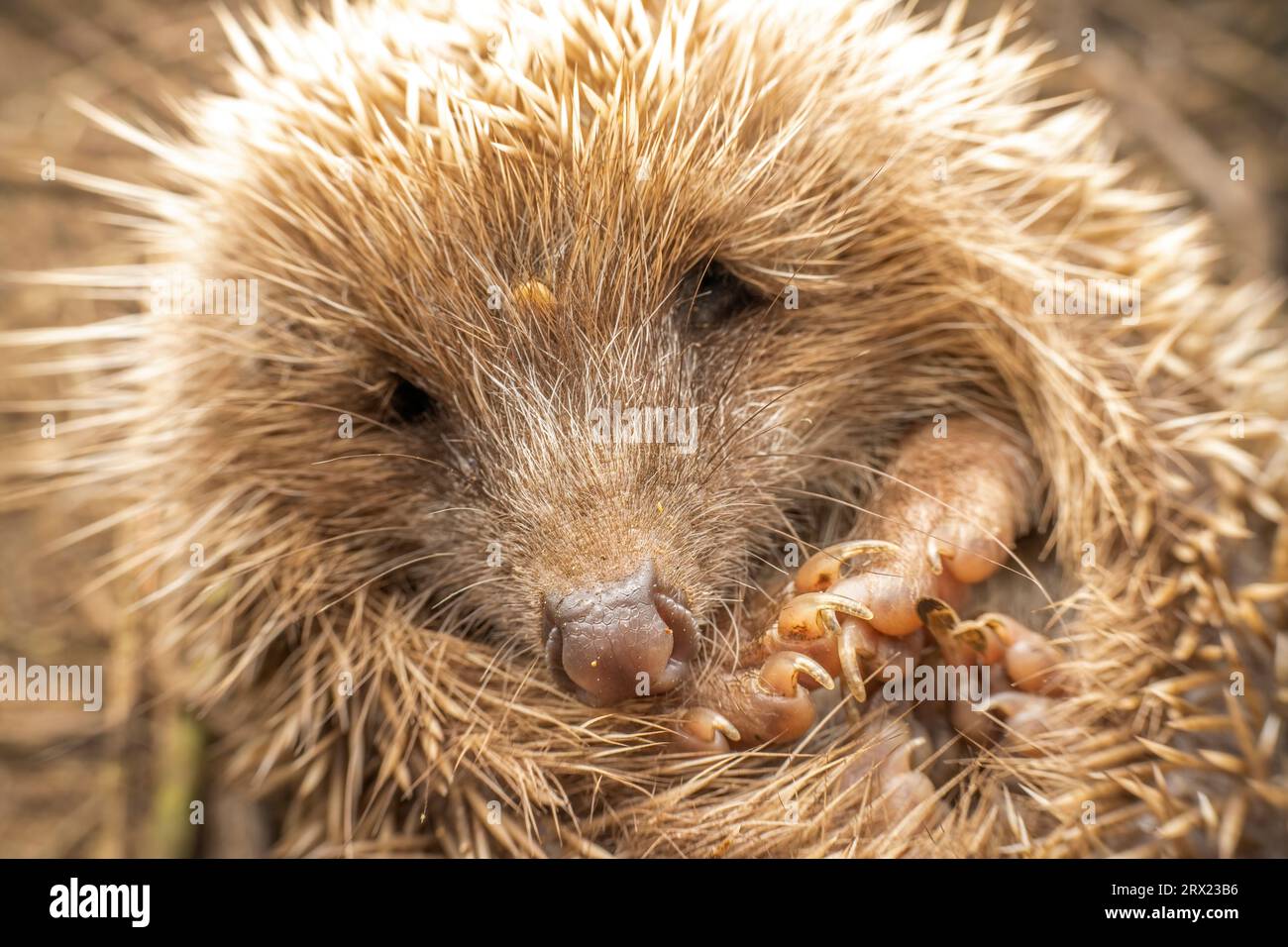 Protecting hedgehogs hi-res stock photography and images - Alamy