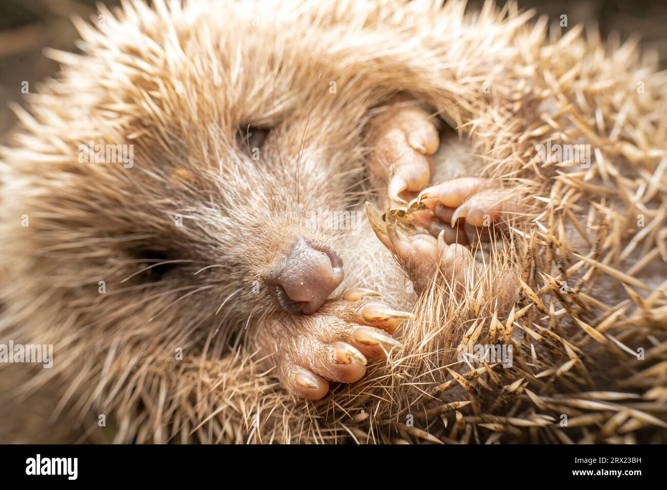 Protecting hedgehogs hi-res stock photography and images - Alamy