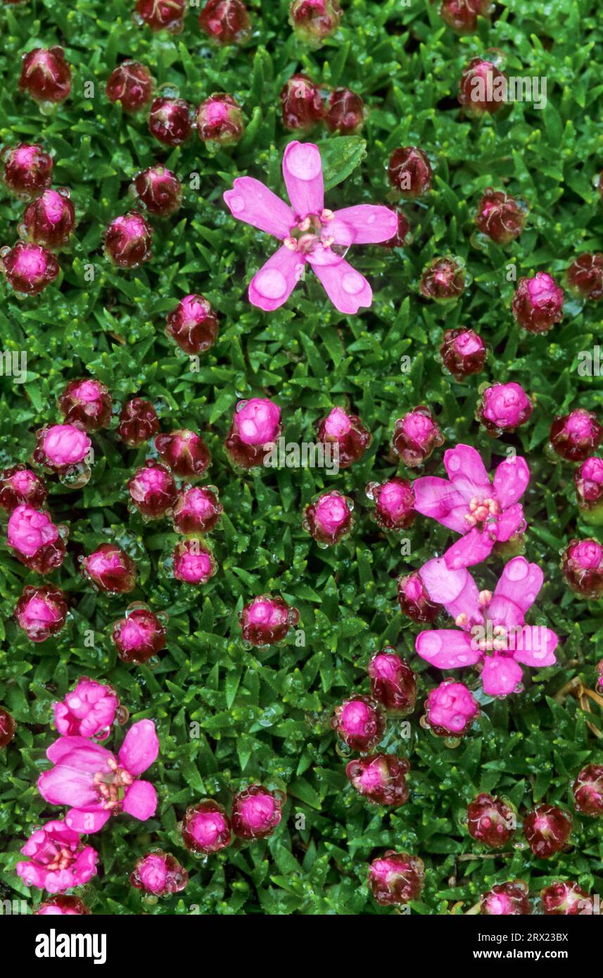 Mountain clove root hi-res stock photography and images - Alamy