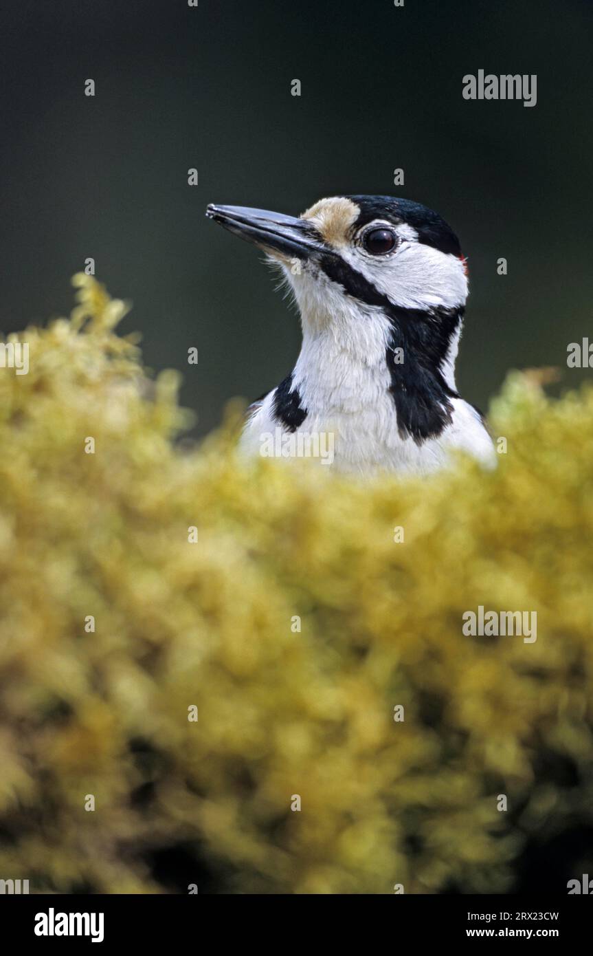 Great Spotted Woodpecker (Picoides major) adult male intently looking ...