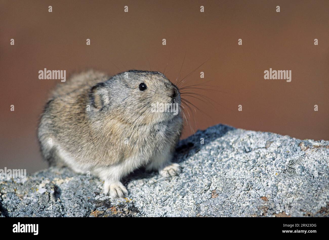 Collared pika (Ochotona collaris) sitting on a rock and keeps lookout ...